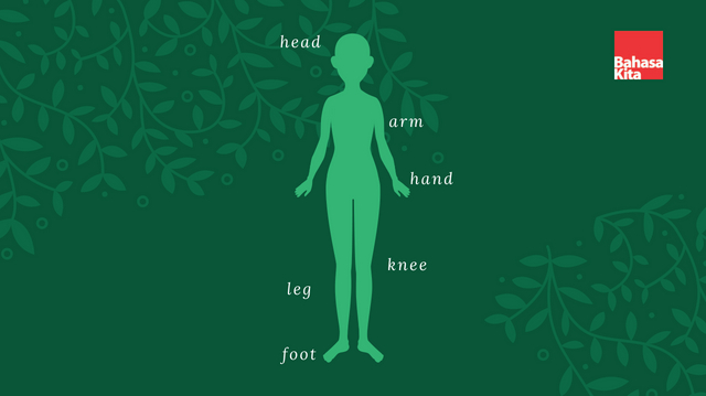 Parts of The Body - Bahasakita.com